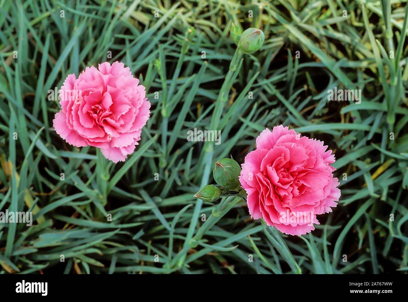 Dianthus 'Valda Wyatt' with flowers and buds in close up .An evergreen ...