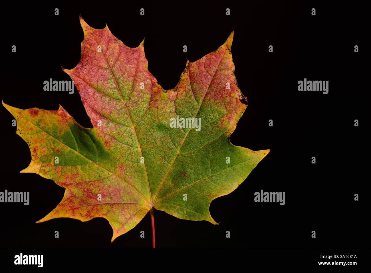 Autumn leaf dark background hi-res stock photography and images - Alamy