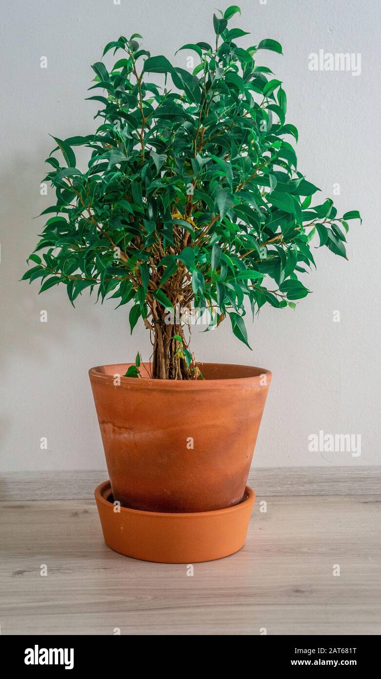 Cold green foliage on thick wild growing "Ficus Benjamina" fig tree ...