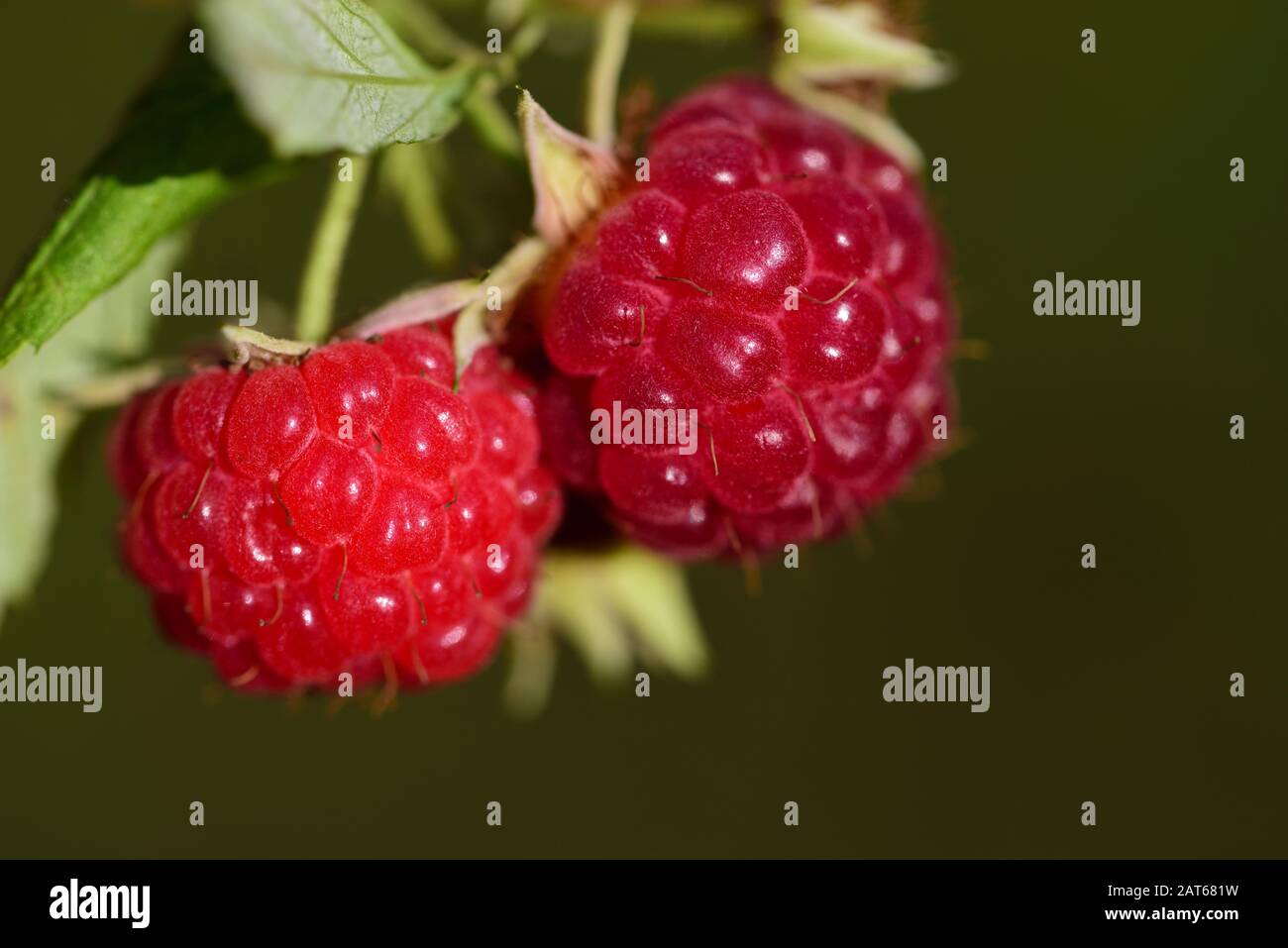 Close-up of fresh red ripe and unripe raspberries on the bush in summer ...
