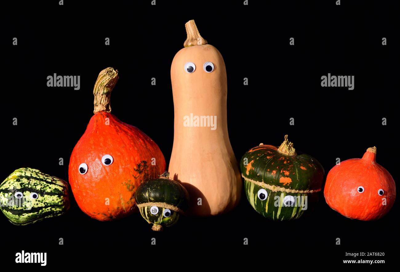 In autumn, a family of brightly colored, different ornamental gourds ...