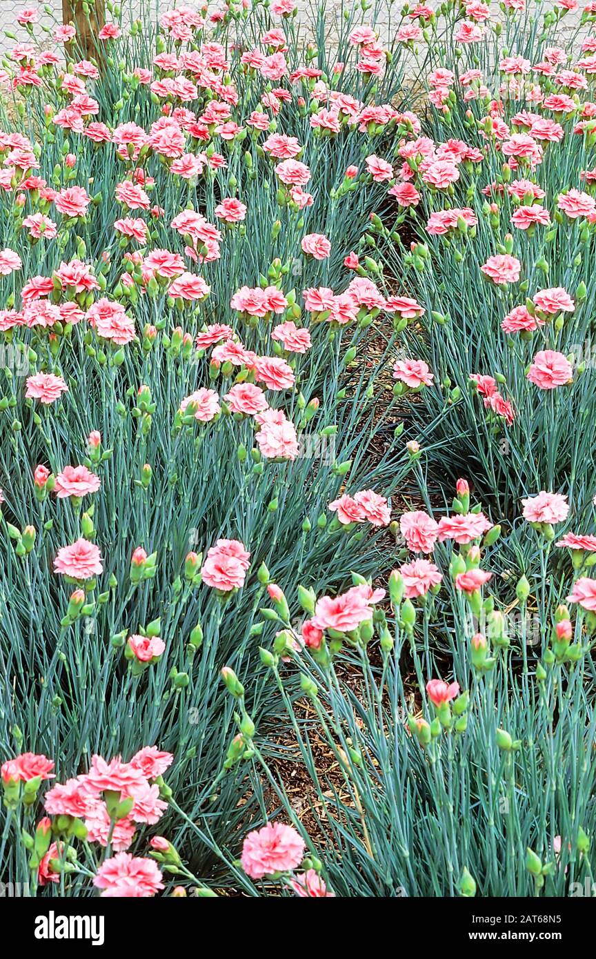 A bed of Dianthus Joy with flowers and buds set against background of ...