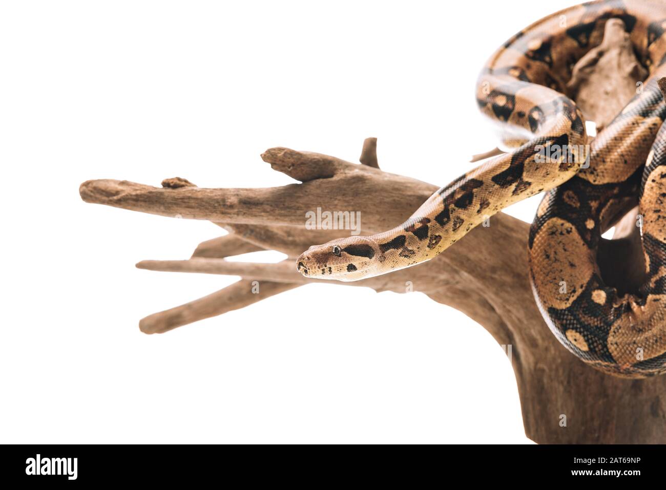 Selective focus of python on wooden snag isolated on white Stock Photo ...