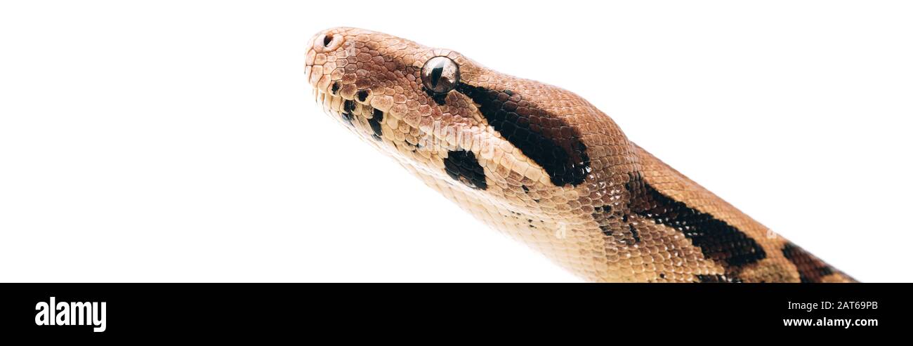 Panoramic texture Cut Out Stock Images & Pictures - Alamy