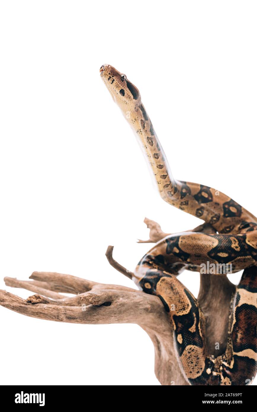 Selective focus of python snake on wooden snag isolated on white Stock ...