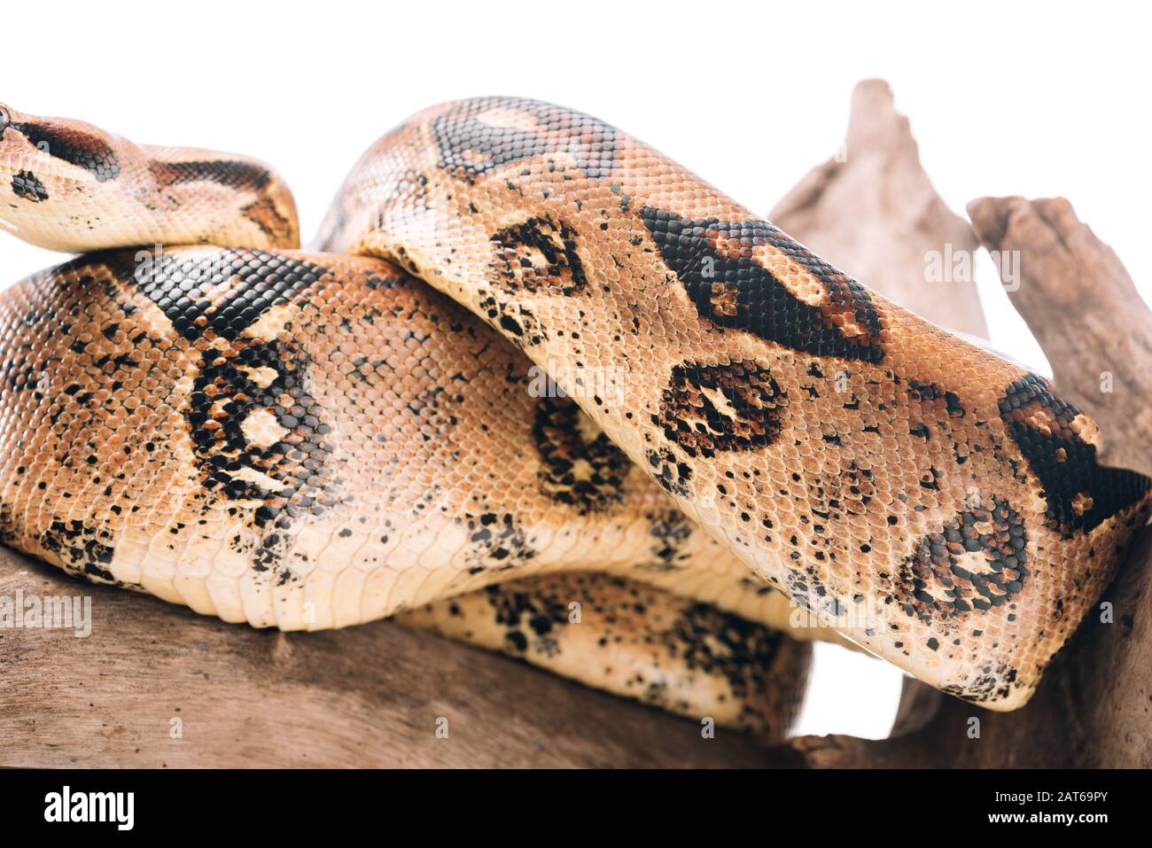 Selective focus of pattern on python snakeskin on snag isolated on ...