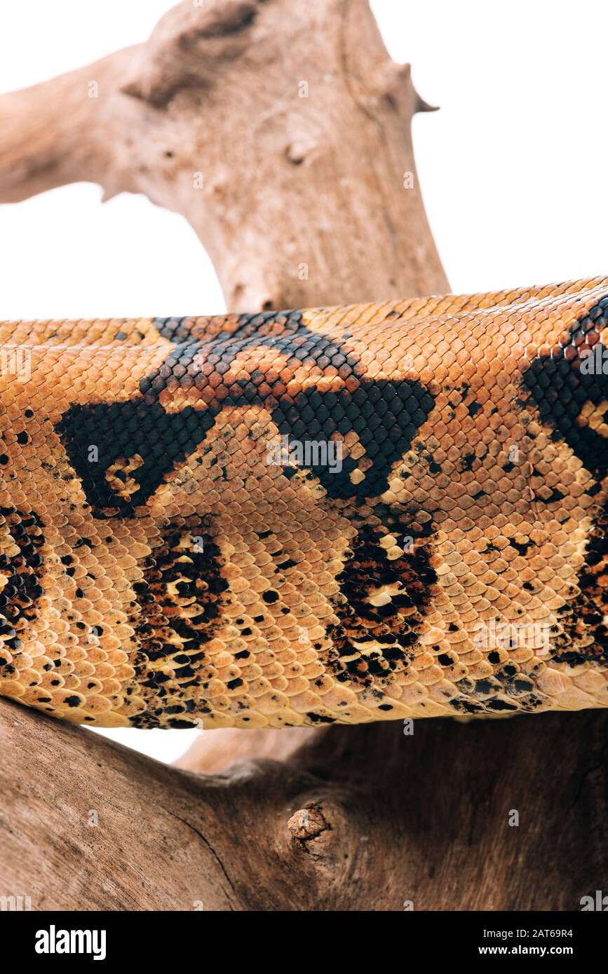 Close up view of pattern on textured snakeskin on wooden snag isolated ...