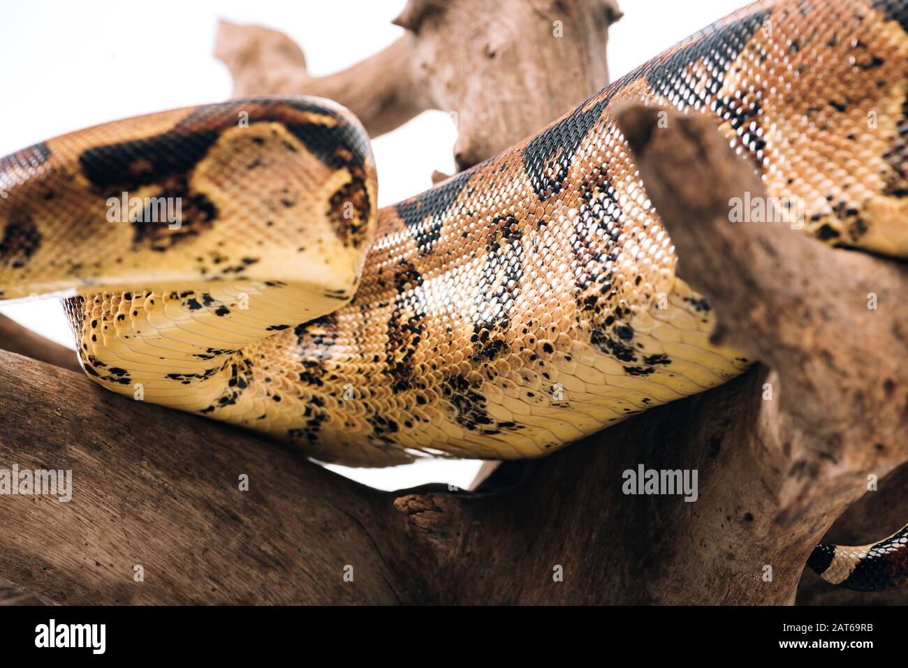 Selective focus of pattern on python snakeskin on wooden log isolated ...