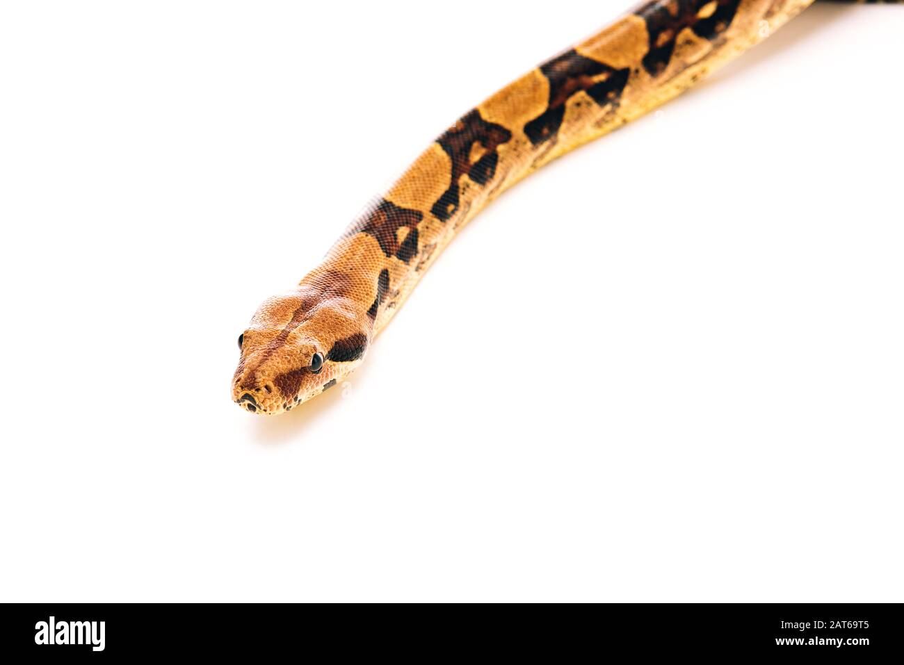 Selective focus of python head on white background Stock Photo - Alamy