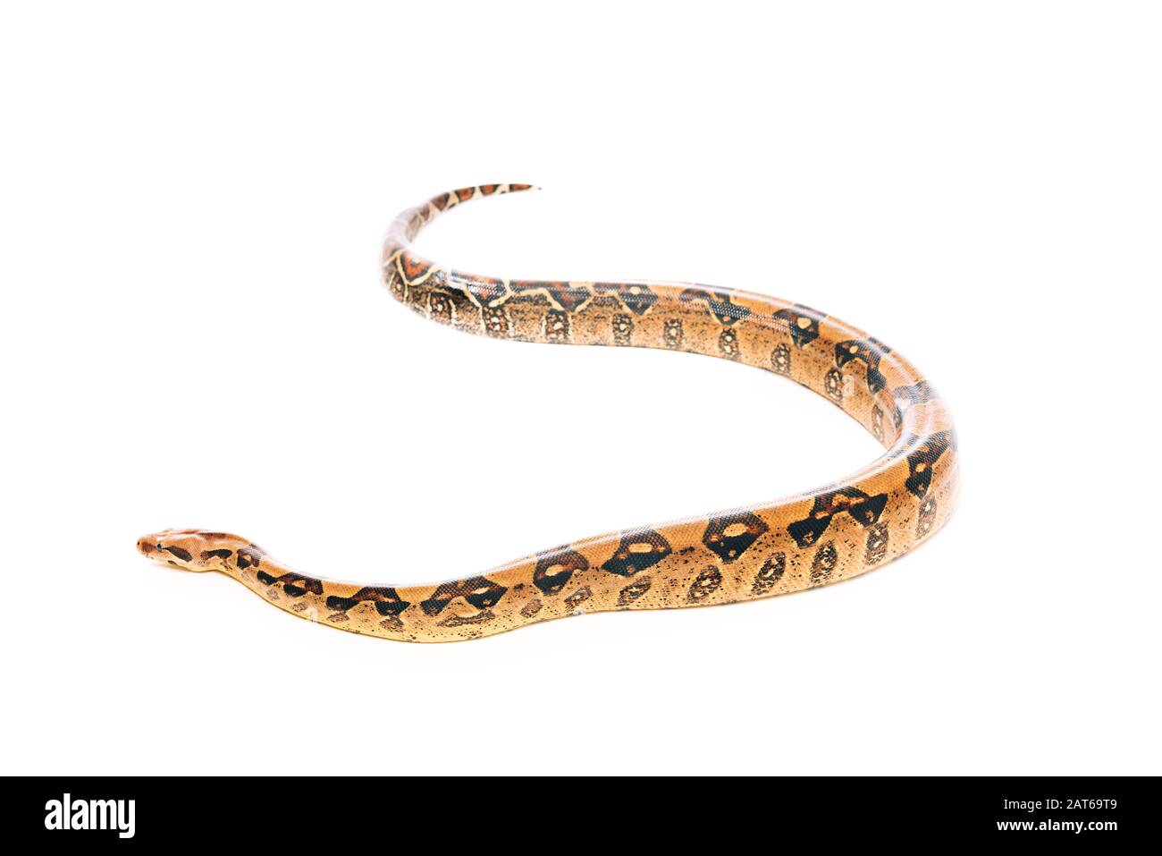 Selective focus of python isolated on white Stock Photo - Alamy