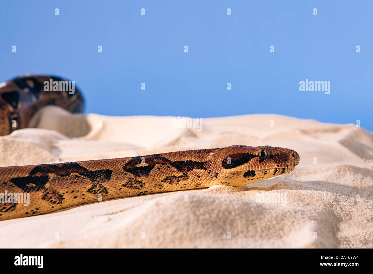 Selective focus of python on sand on blue background Stock Photo - Alamy