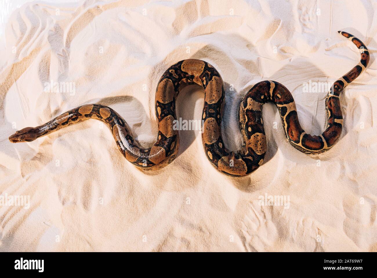 Sand Python High Resolution Stock Photography and Images - Alamy