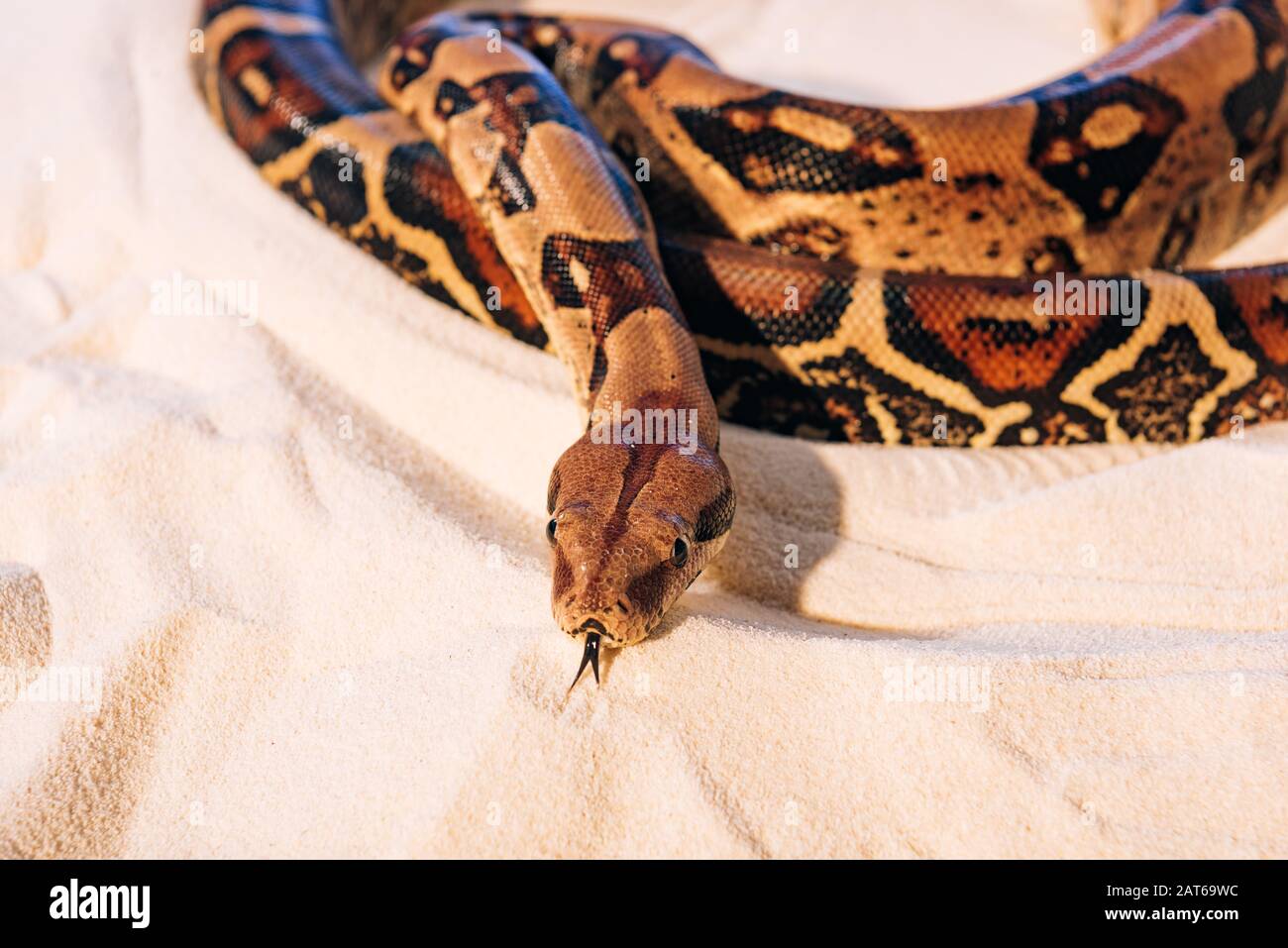 Selective focus of python with sticking out tongue on sand Stock Photo ...