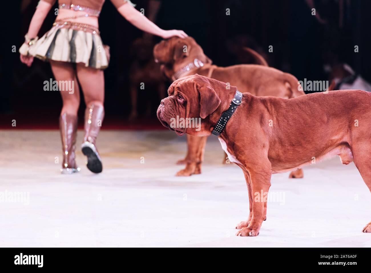 Circus dogs performing hi-res stock photography and images - Alamy