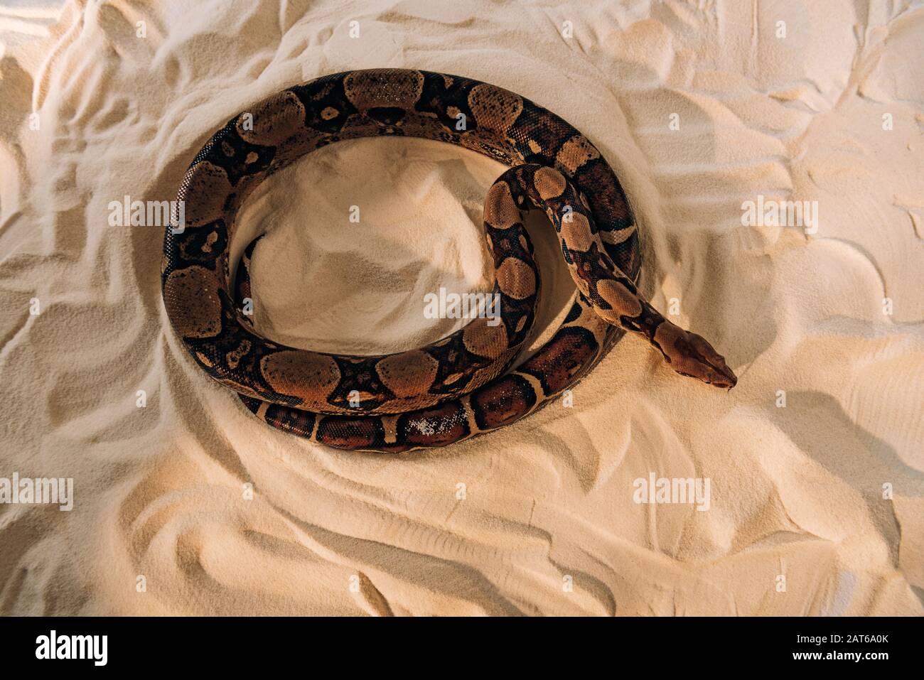 Top view of python snake on textured sand Stock Photo - Alamy