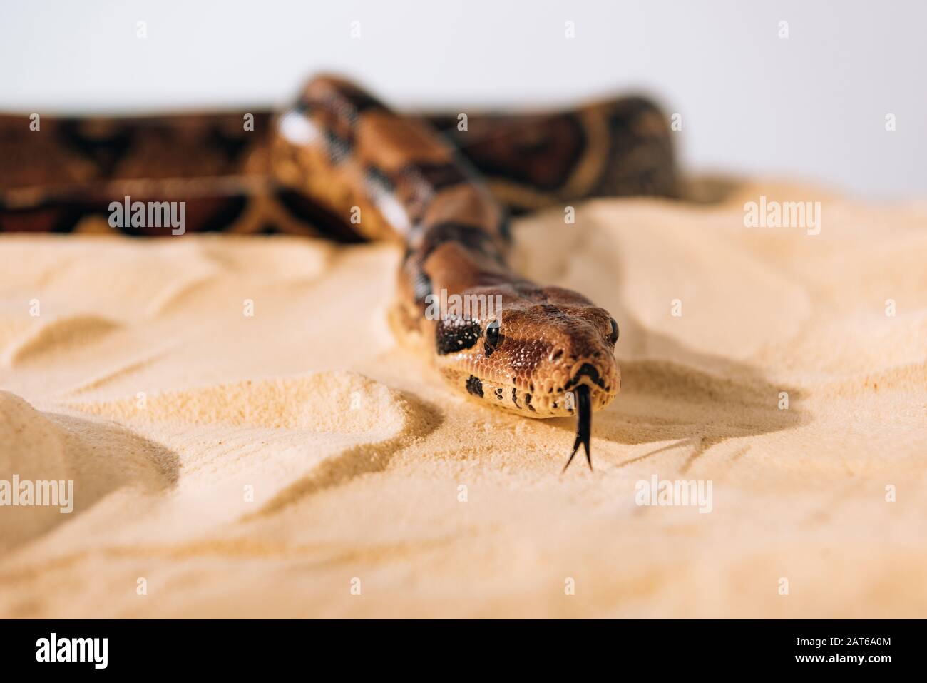 Selective focus of python with sticking out tongue on sand on grey ...