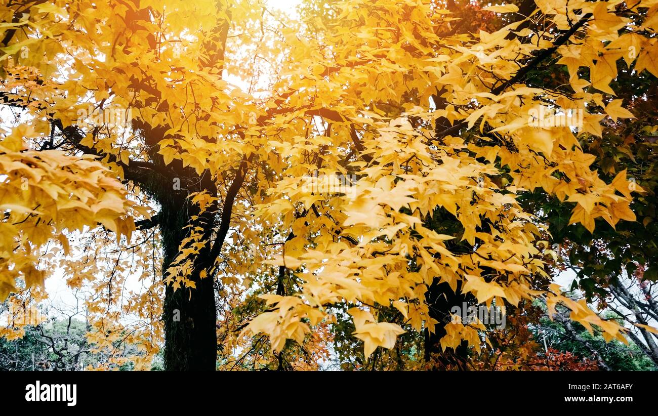 Beautiful colorful autumn leaves yellow maple leaf on the maple tree in ...