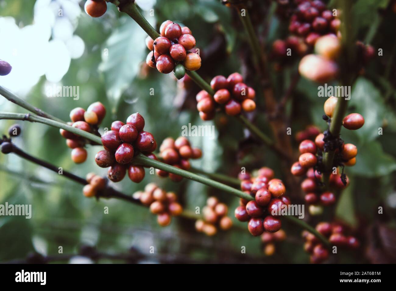 Red Bean Tree High Resolution Stock Photography and Images - Alamy