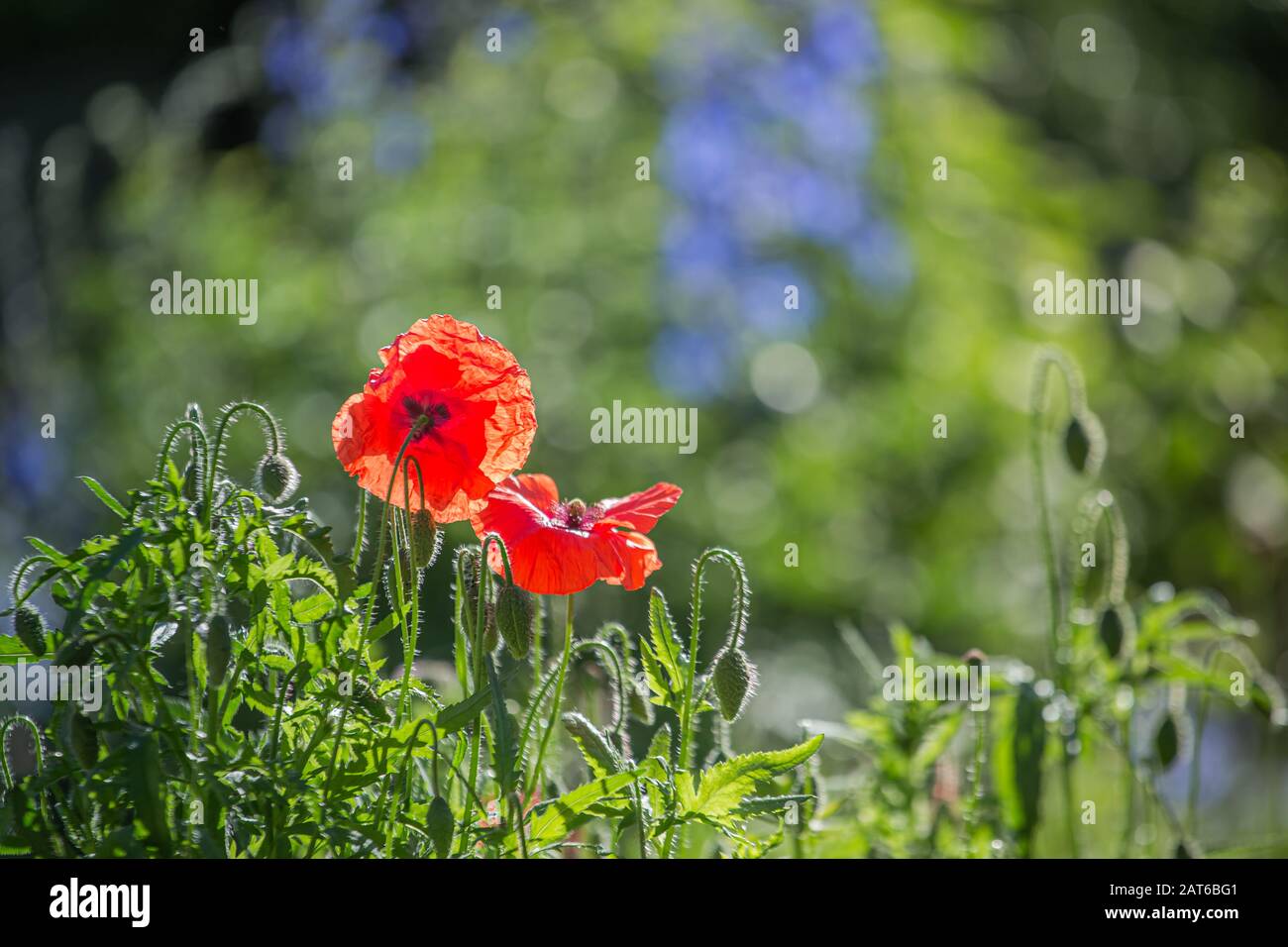 flower of poppy glowing in rays of sun. Papaver rhoeas, common, corn ...