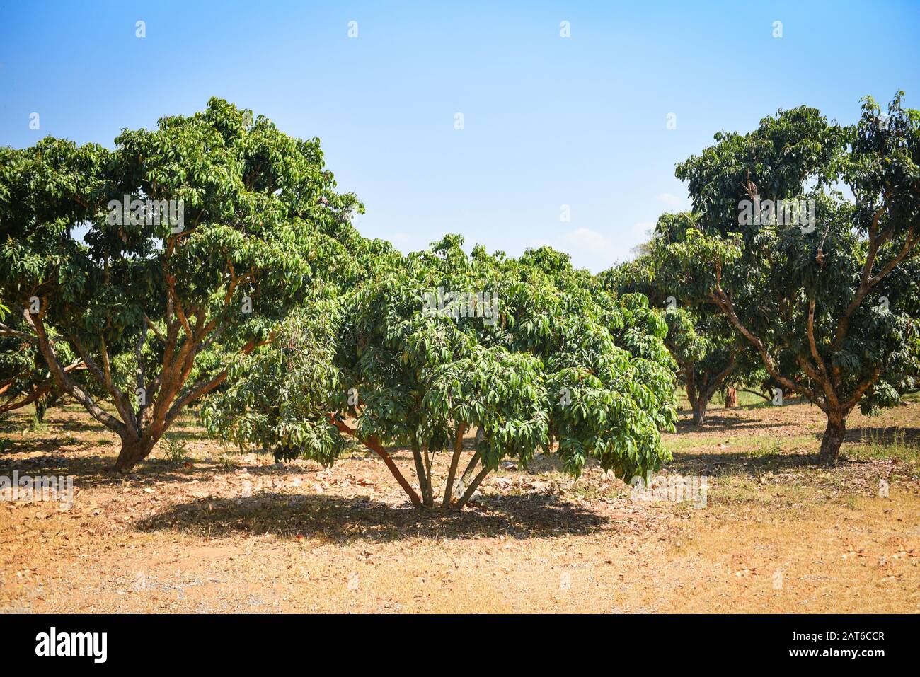 Longan tree hi-res stock photography and images - Alamy