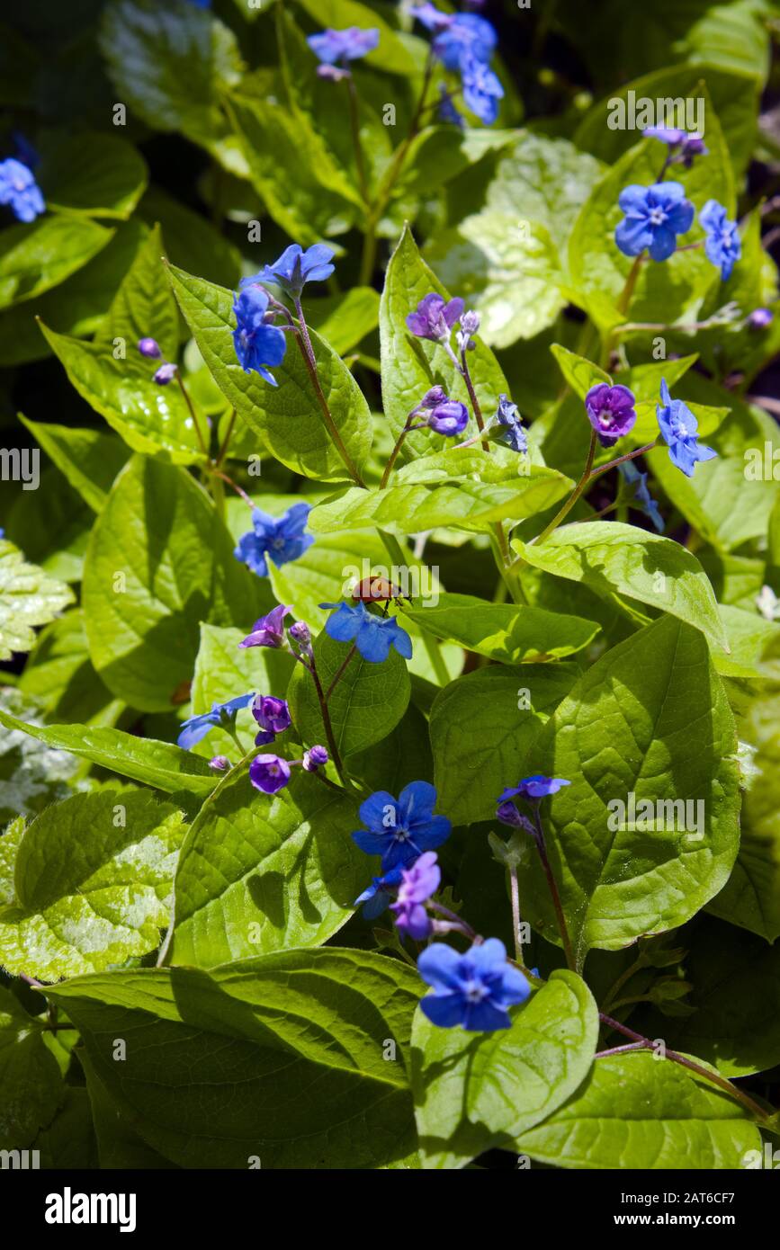 Ladybug wandering on green leaves of blooming Omphalodes verna plant ...