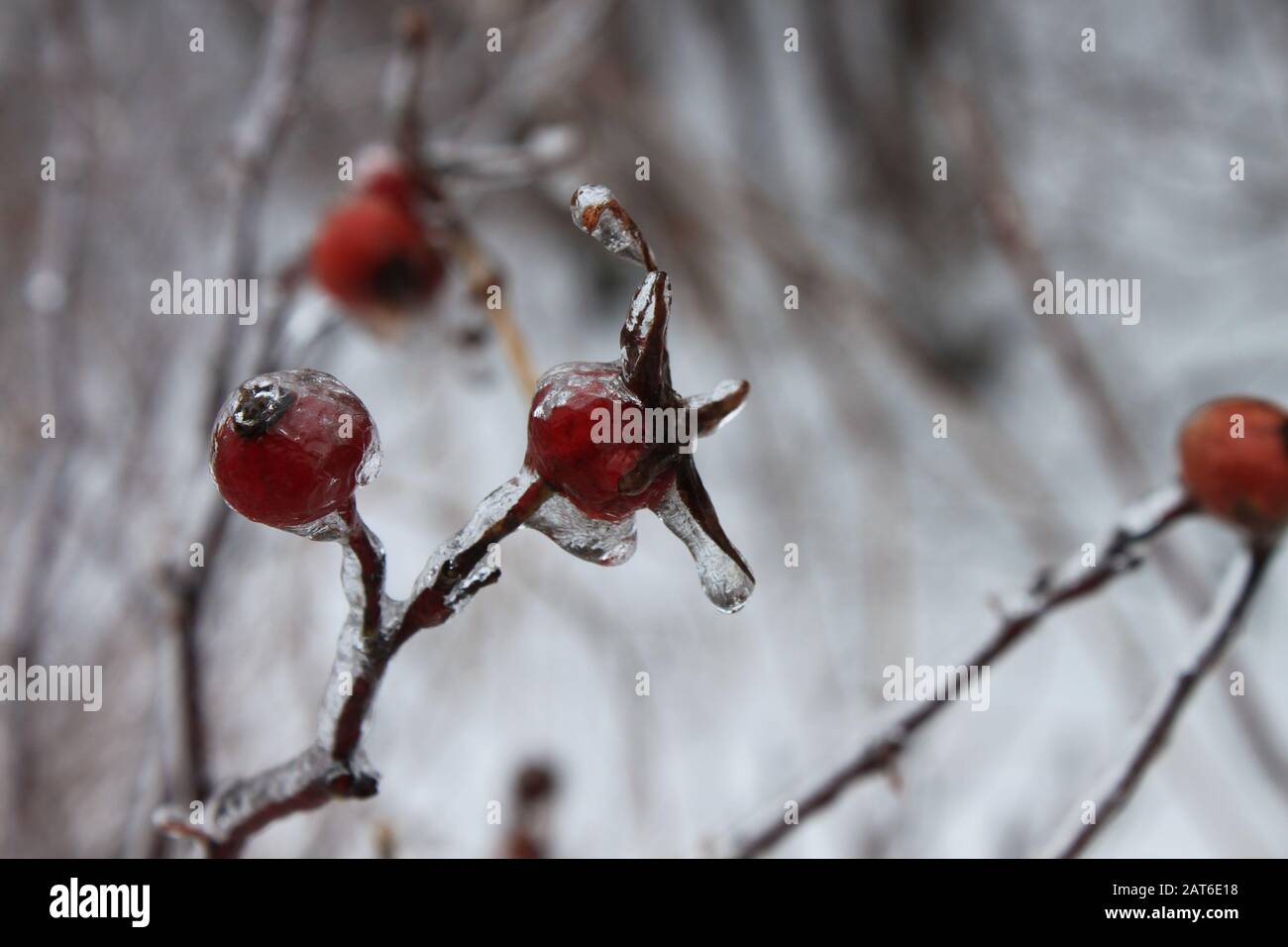 Ice coating, Chezzetcook area, Nova Scotia Stock Photo - Alamy