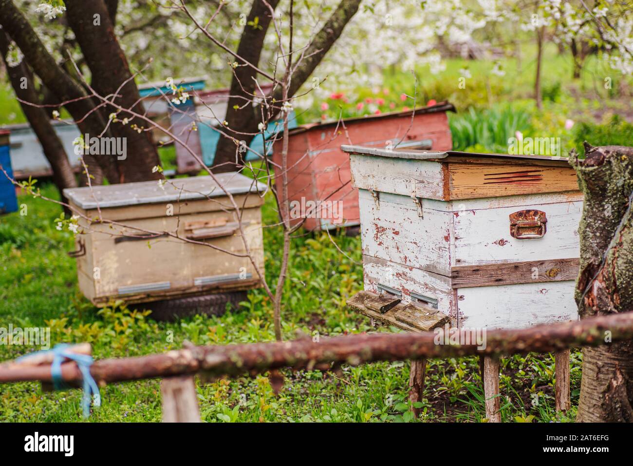 Three old wooden hives on apiary under cherry tree. Hives bloom ...
