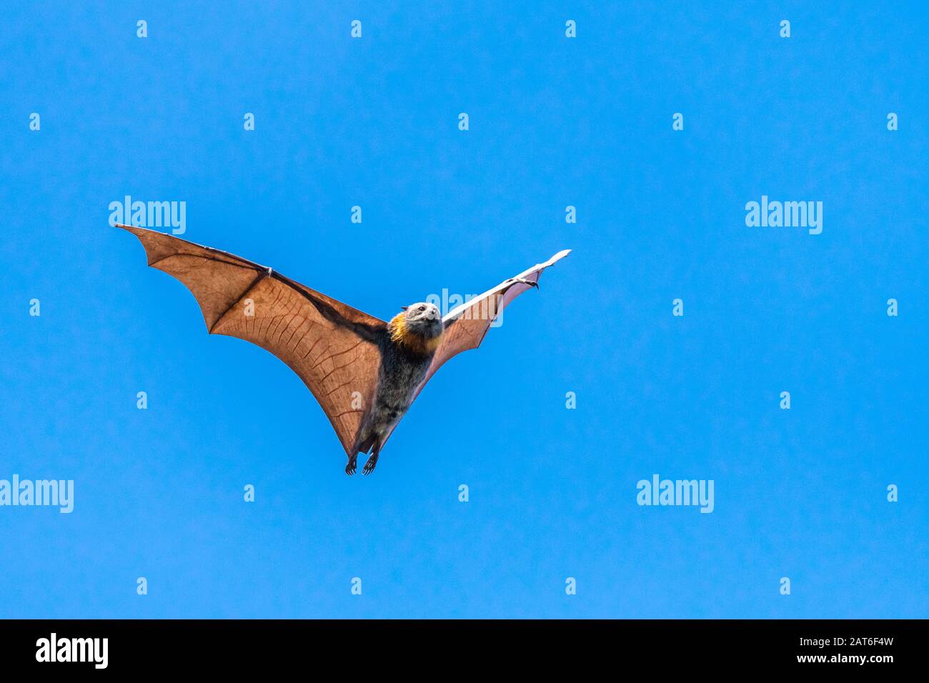 Tropical rodent hi-res stock photography and images - Alamy