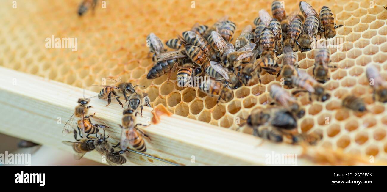 cleaning bee put their heads in honey cells. development of colony of ...