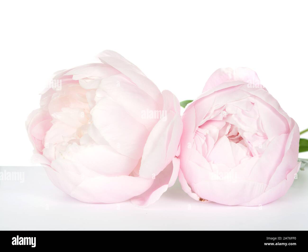 Two peony flowers on white Stock Photo - Alamy