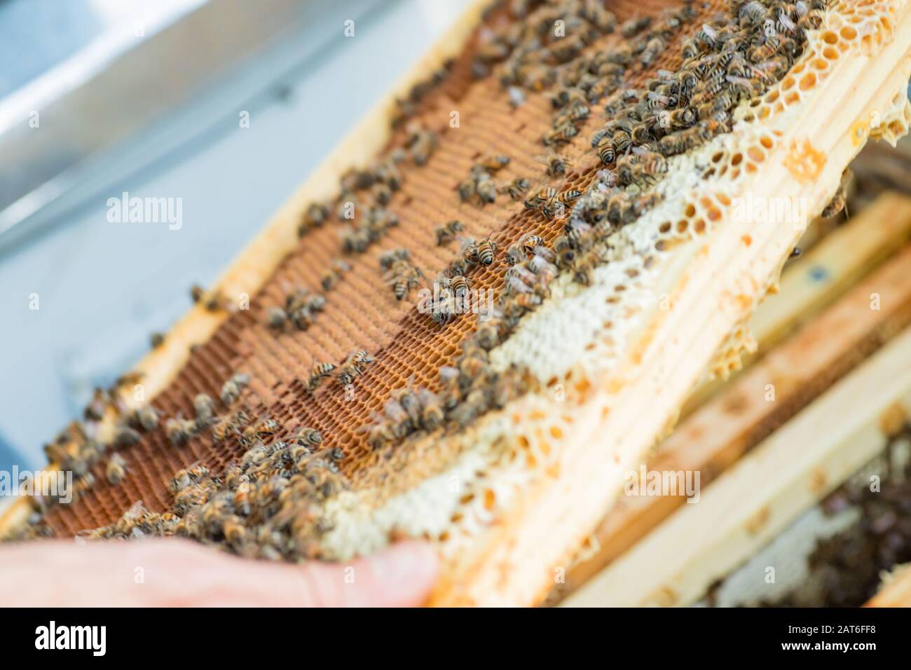 Combframe hi-res stock photography and images - Alamy