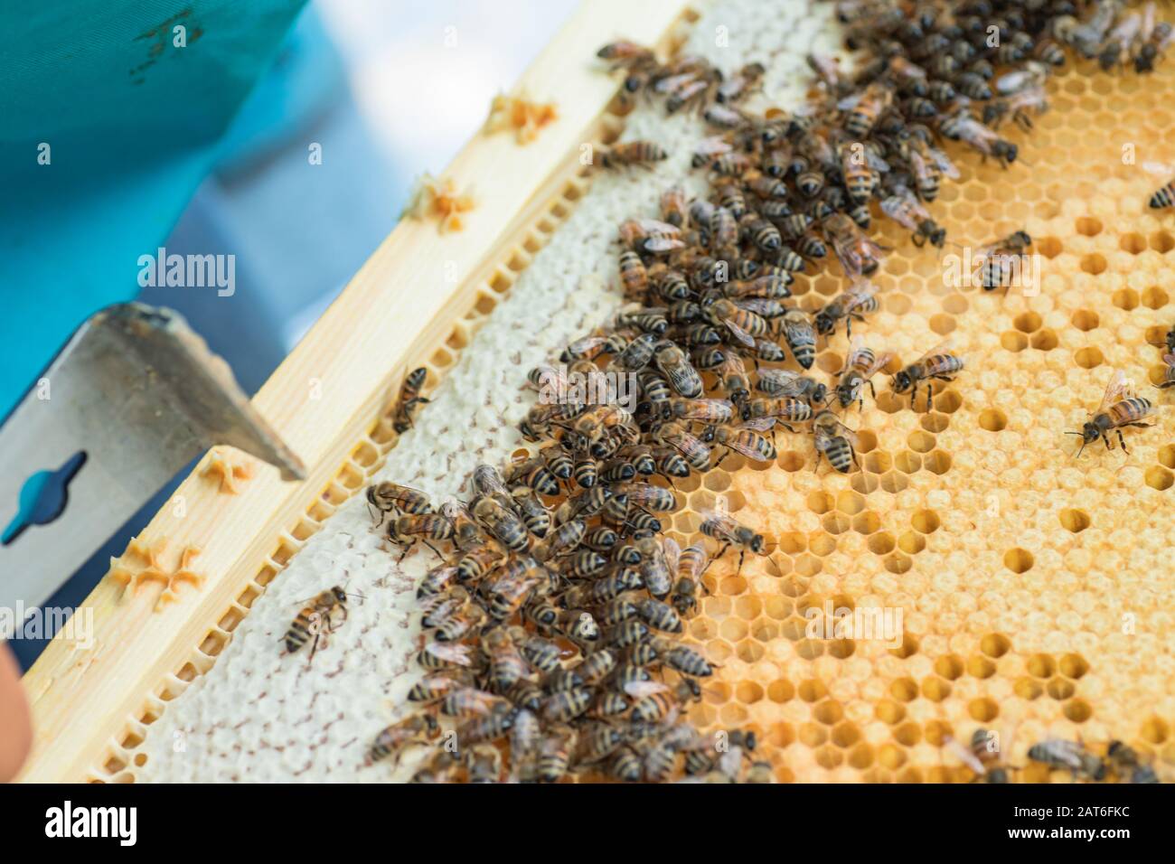 Frames of a beehive. Busy bees inside hive with open and sealed cells ...