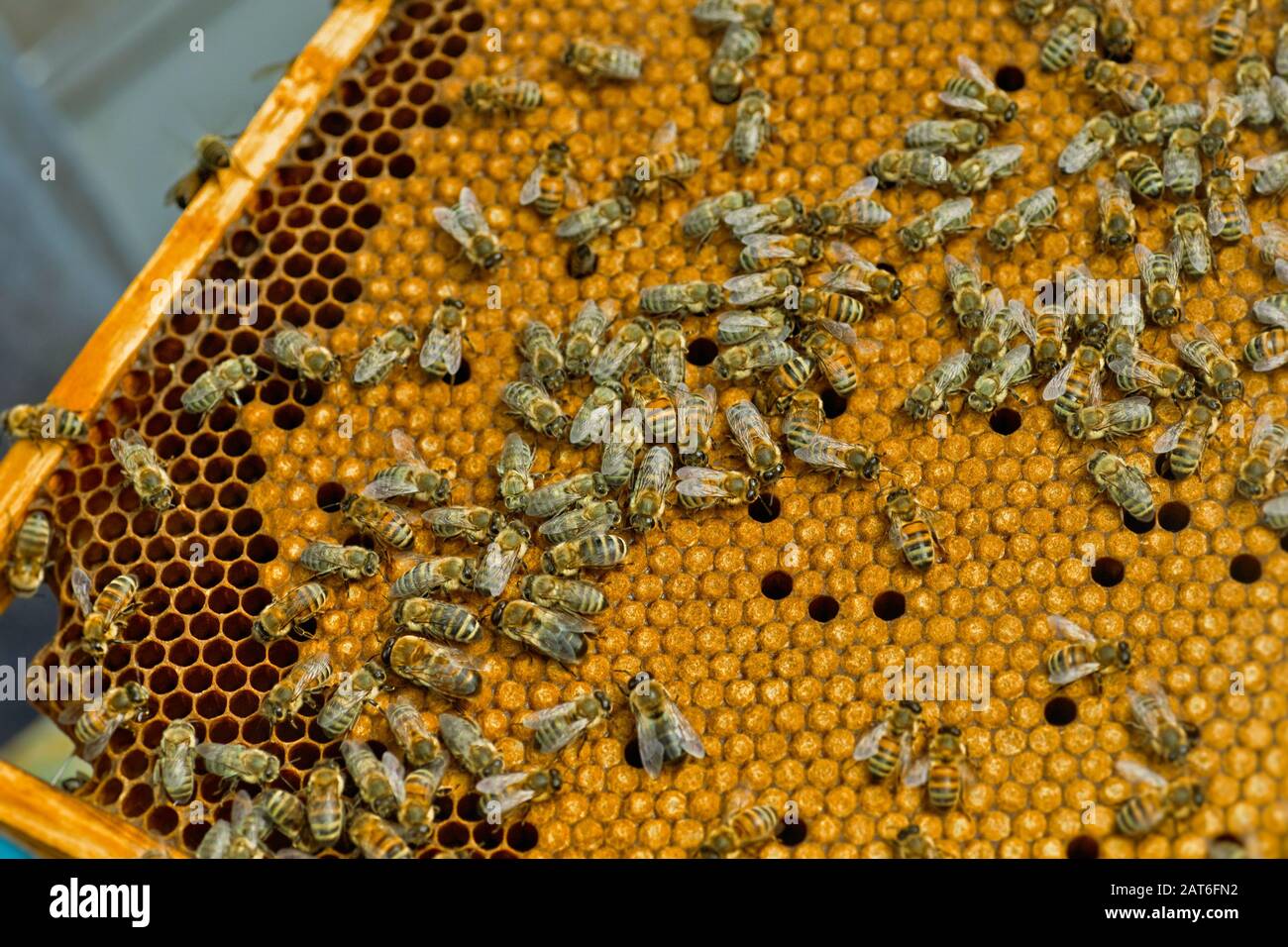 Frame with honey bees, open and sealed brood and honey. working bee on ...