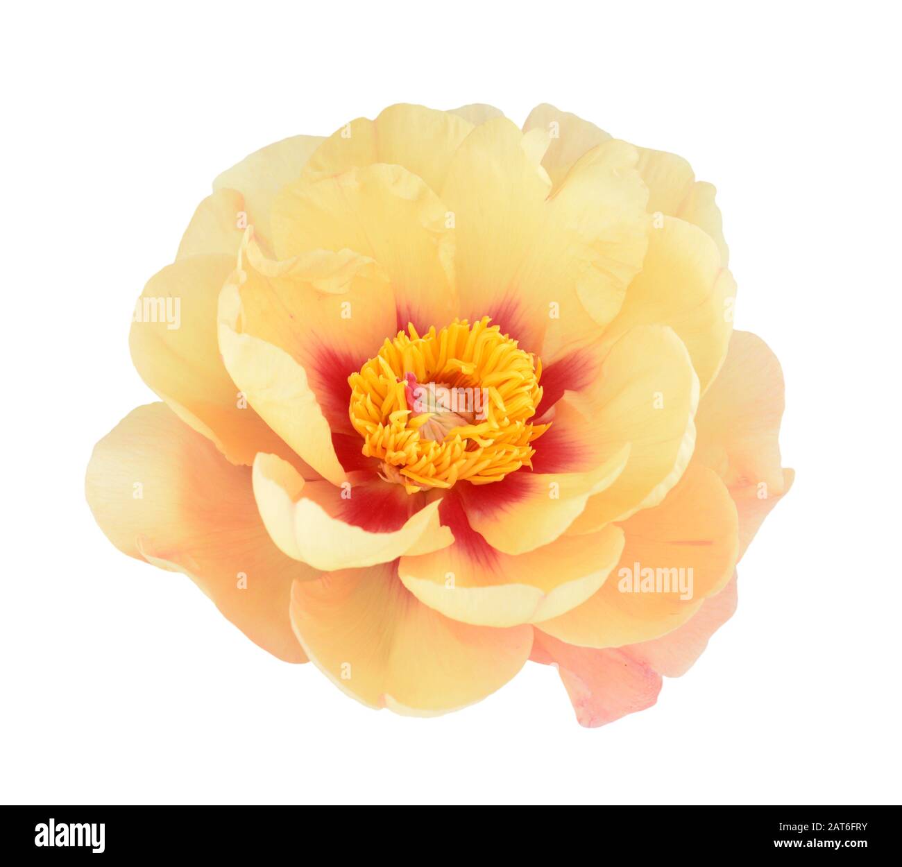 Beautiful yellow Peony flower isolated on white background Stock Photo ...