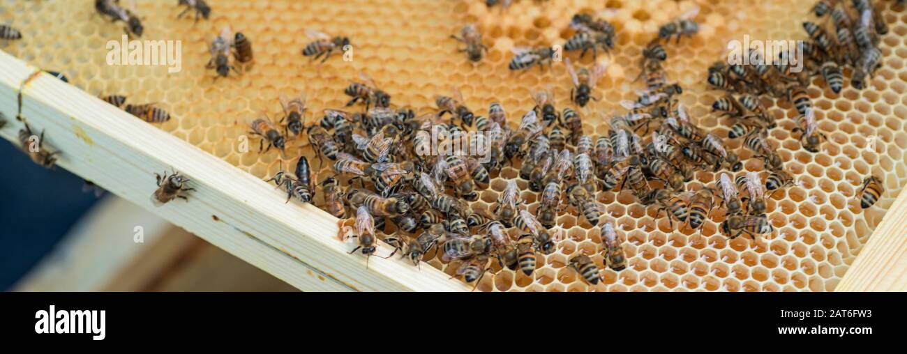 bee abdomen sticking out of pollen frame. Wooden frame with honeycomb ...