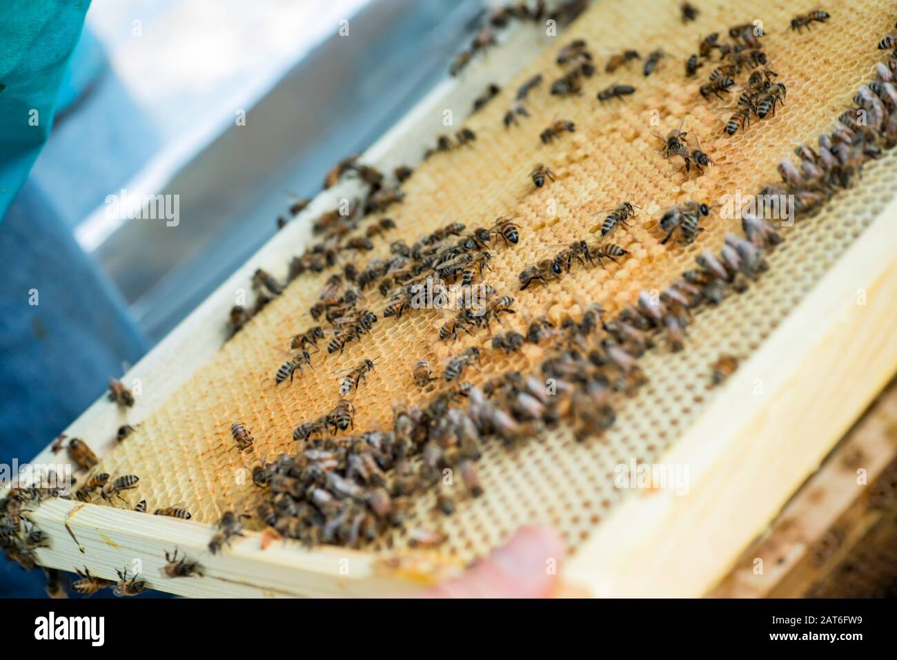 Frames of a beehive. Busy bees inside hive with open and sealed cells ...