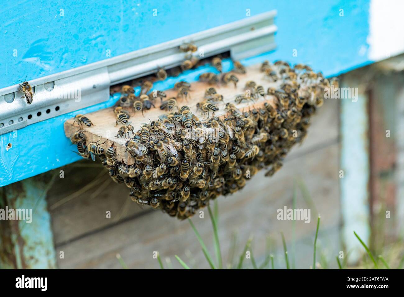Guard bees hi-res stock photography and images - Alamy