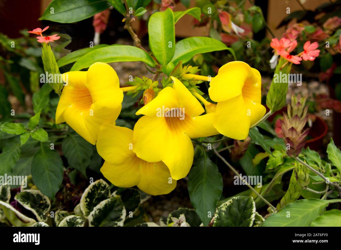 Golden Trumpet (Allamanda cathartica) also known as Common Trumpetvine ...