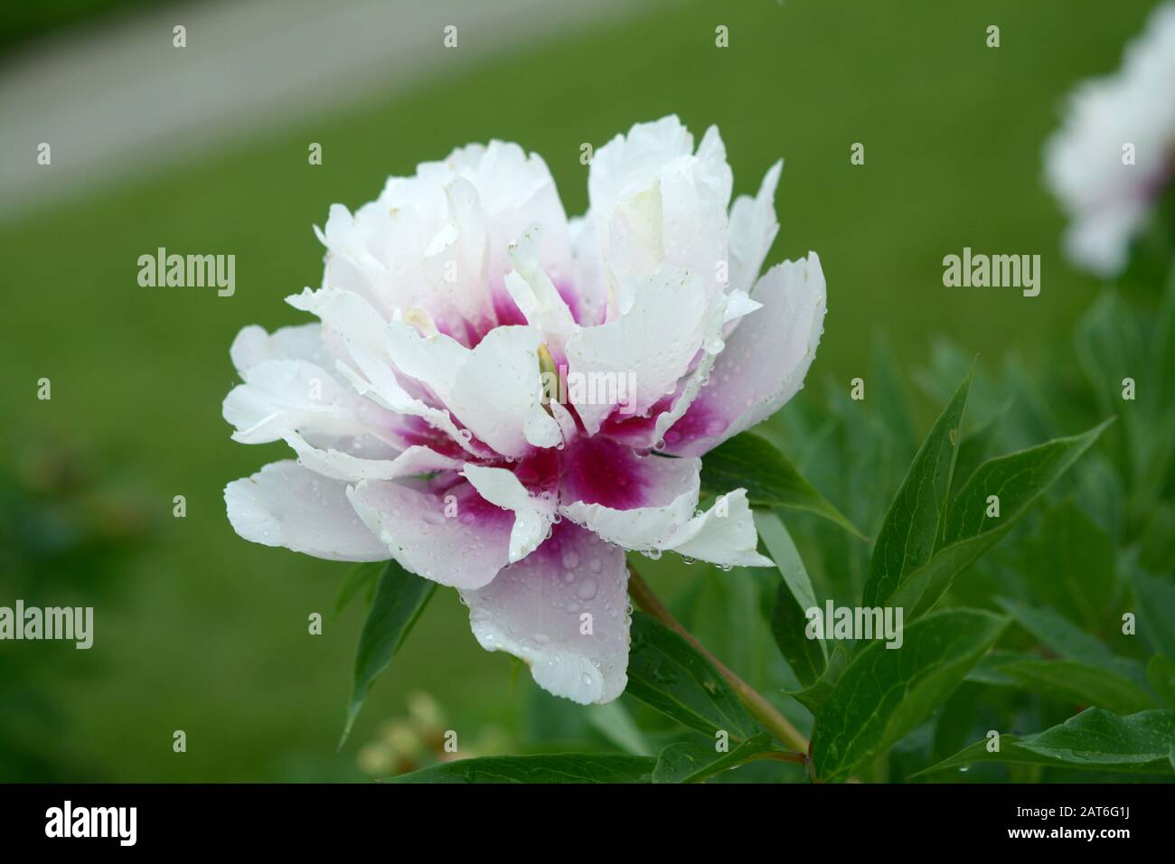 Beautiful Peony flowers in garden on daytime Stock Photo - Alamy
