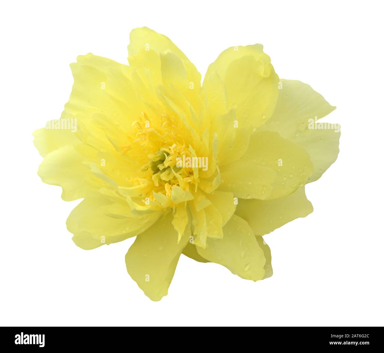 A beautiful single peony flower isolated on white Stock Photo - Alamy