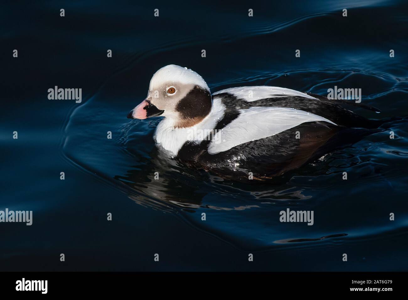 Long-tailed duck in winter non-breeding plumage Stock Photo - Alamy
