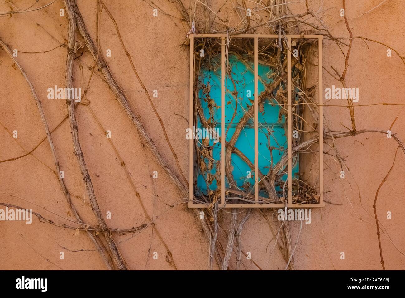 Vines and bars over windows in Old Town Albuquerque along Historic ...