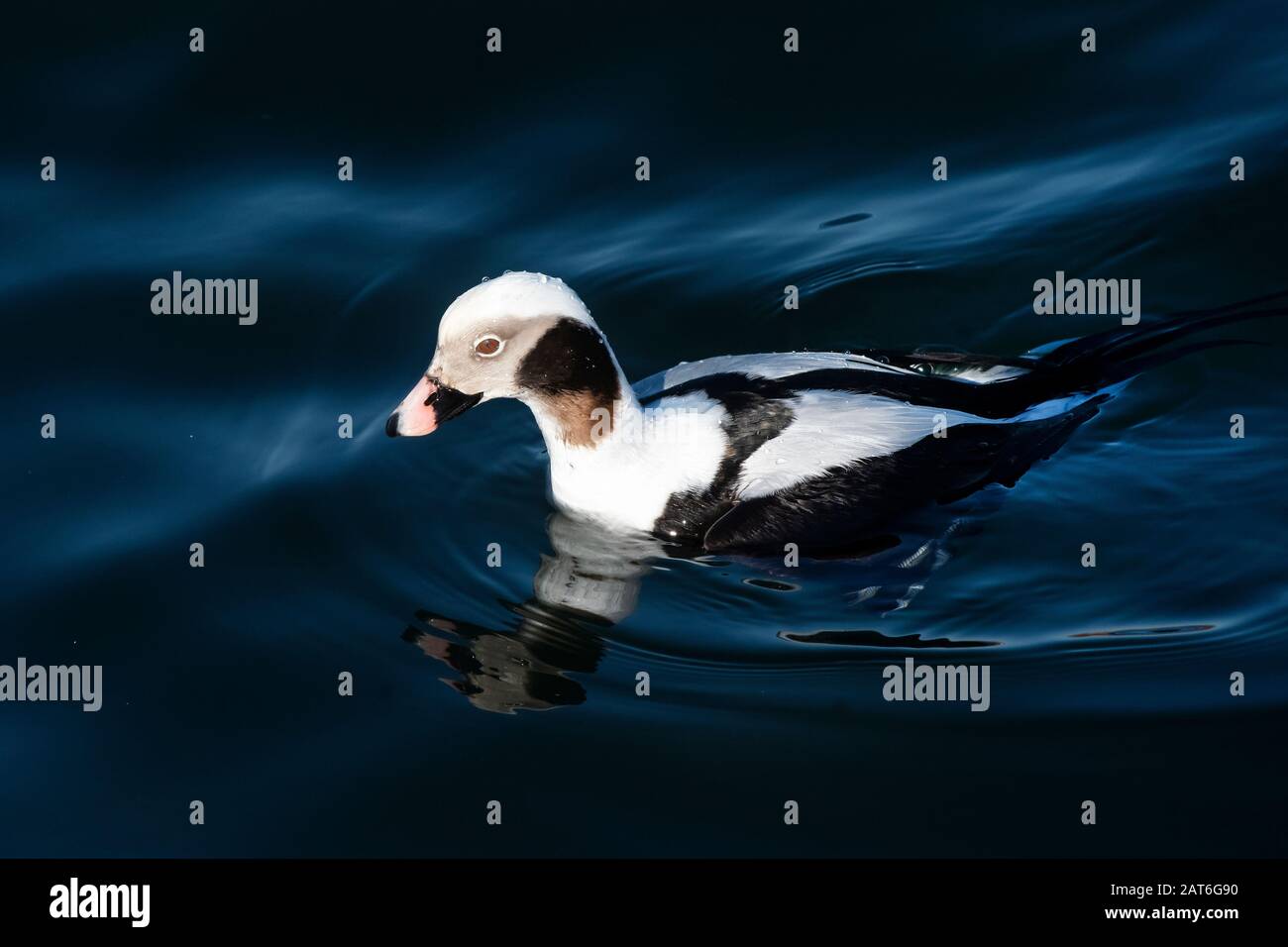 Long tailed duck breeding hi-res stock photography and images - Alamy