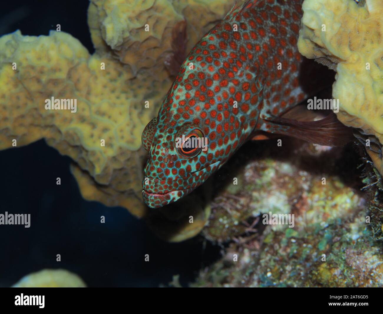 Rock Hind Grouper
