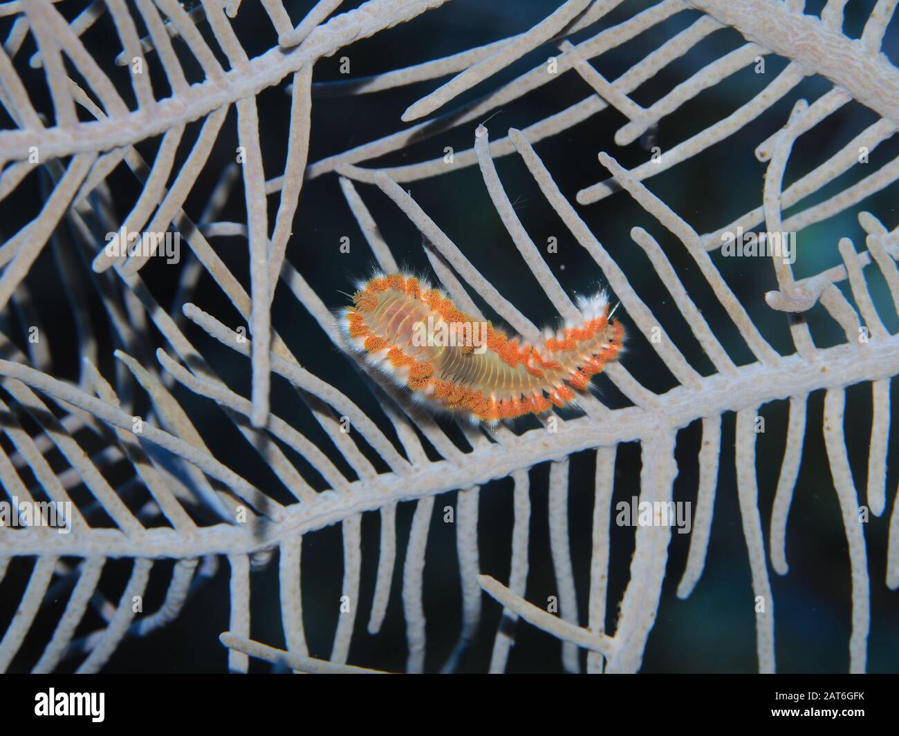 Bearded flatworm hi-res stock photography and images - Alamy