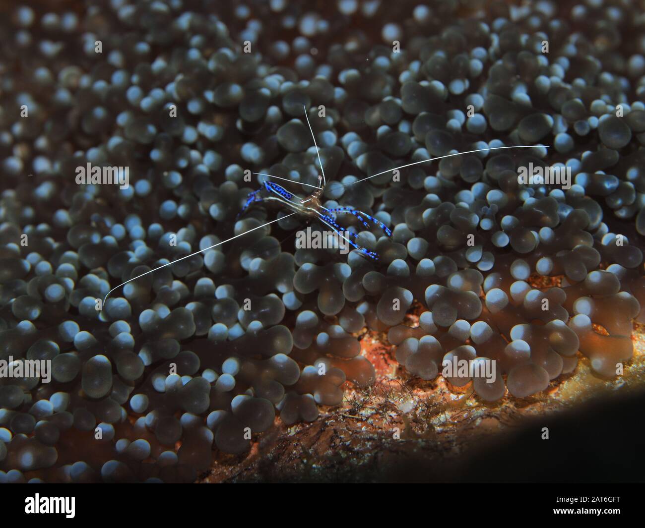 Pederson Cleaner Shrimp (Ancylomenes pedersoni) OLYMPUS DIGITAL CAMERA ...