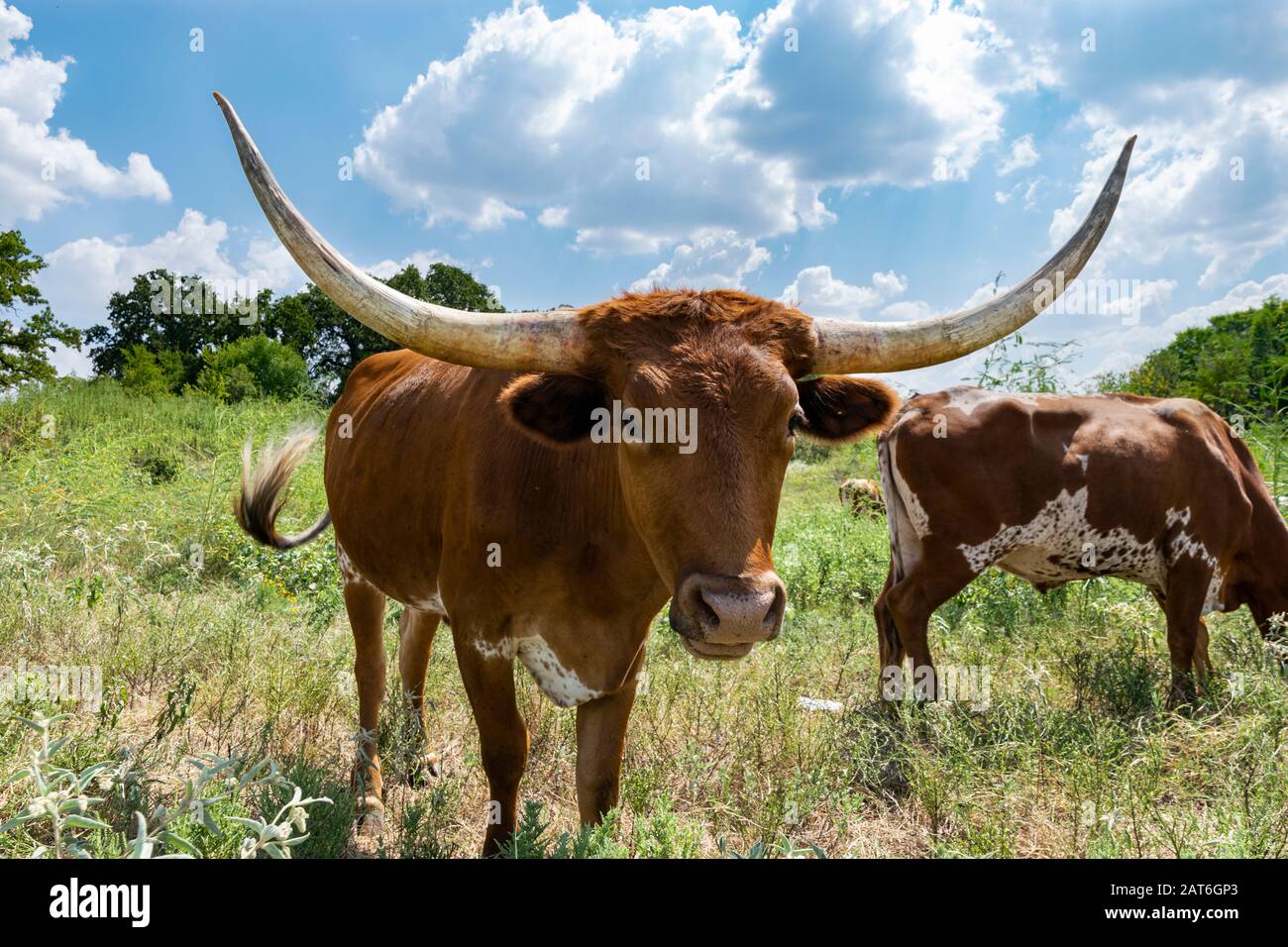 Closeup profile of a brown Longhorn bull with long curved horns ...