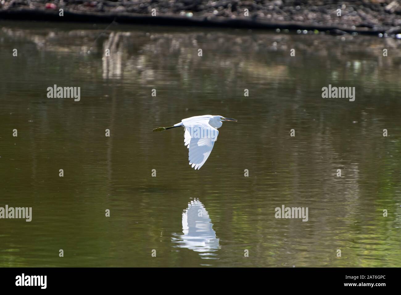Flying bird over water with reflection hi-res stock photography and ...