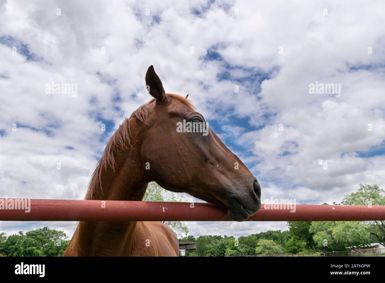 Mostly cloudy horse hi-res stock photography and images - Alamy
