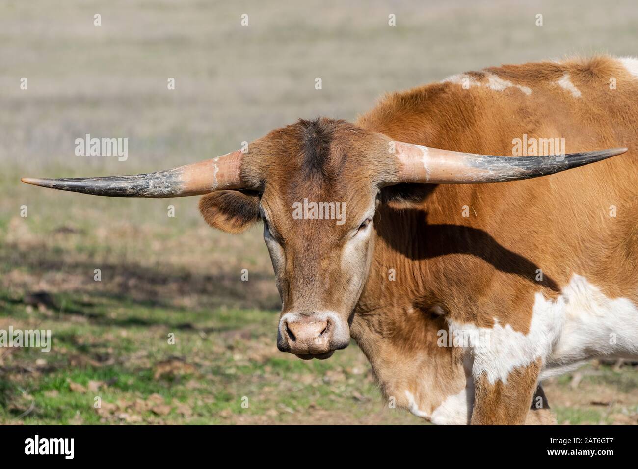 Straight horns hi-res stock photography and images - Alamy